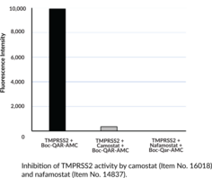 TMPRSS2 (human, recombinant)