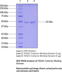 TEAD1 Cofactor-Binding Domain (human, recombinant)