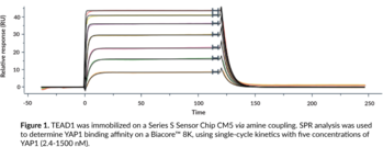 TEAD1 Cofactor-Binding Domain (human, recombinant)