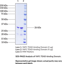 YAP1 TEAD-binding Domain (human, recombinant)