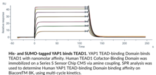 YAP1 TEAD-binding Domain (human, recombinant)