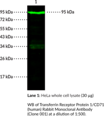 Transferrin Receptor Protein 1/CD71 (human) Rabbit Monoclonal Antibody ...