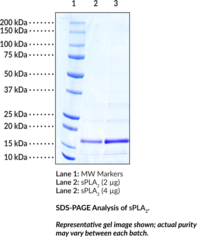 sPLA2 (human, recombinant Type IID)