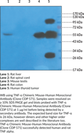 TNF-α Chimeric Mouse-Human Monoclonal Antibody (Clone CDP 571)