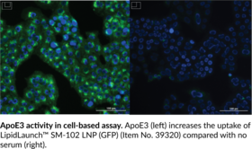 ApoE3 (human, recombinant)