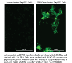 PPAD (Porphyromonas gingivalis) Polyclonal Antibody