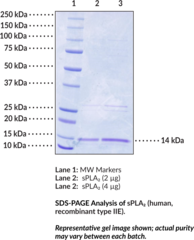 sPLA2 (human, recombinant type IIE)