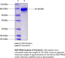Transferrin (mouse, recombinant)