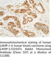 LAMP-1/CD107a Rabbit Monoclonal Antibody (Clone 107)