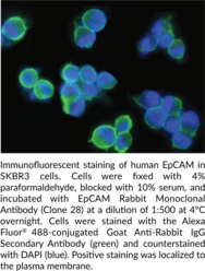 EpCAM Rabbit Monoclonal Antibody (Clone 28)