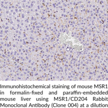 MSR1/CD204 Rabbit Monoclonal Antibody (Clone 004)