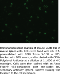 CD8a Polyclonal Antibody