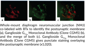 Ganglioside GT1a Monoclonal Antibody (Clone CGM5)
