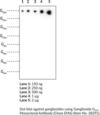 Ganglioside GQ1b Monoclonal Antibody (Clone EM6)