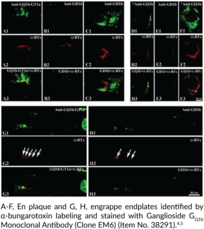 Ganglioside GQ1b Monoclonal Antibody (Clone EM6)