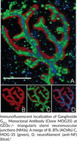 Ganglioside GD1a Monoclonal Antibody (Clone MOG35)