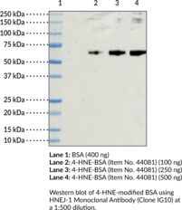 4-Hydroxy Nonenal [HNEJ-1] Monoclonal Antibody (Clone IG10)