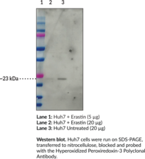 Hyperoxidized Peroxiredoxin-3 Polyclonal Antibody