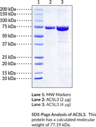 ACSL3 (human, recombinant; aa 45-720)
