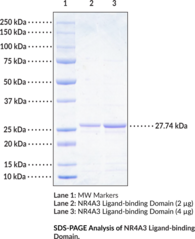 NR4A3 Ligand-binding Domain (human, recombinant)