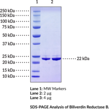 Biliverdin Reductase B (human, recombinant)