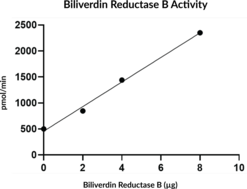 Biliverdin Reductase B (human, recombinant)