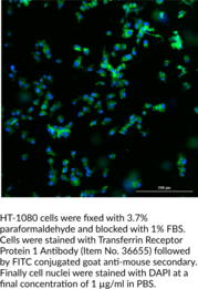 DAPI (hydrochloride) (solution) (CAS 28718-90-3)