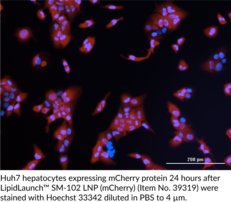 Hoechst 33342 (hydrochloride) (solution) (CAS 875756-97-1)