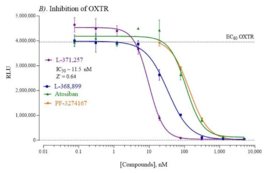 Human Oxytocin Receptor Reporter Assay System