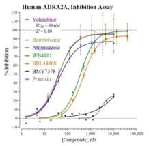 Human Adrenoceptor Alpha 2A Reporter Assay System