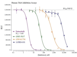 Human Tropomysin Receptor Kinase A Reporter Assay System