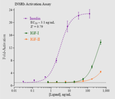 Human Insulin Receptor, isoform B Reporter Assay System