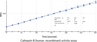 Cathepsin B (human, recombinant)