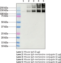 Mertansine Polyclonal Antibody - Biotinylated (DM1, Drug Maytansinoid 1 ...