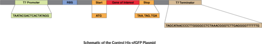 Cell-free Protein Synthesis (E. coli) Kit