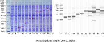 Cell-free Protein Synthesis (E. coli) Kit