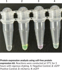 Cell-free Protein Synthesis (E. coli) Kit