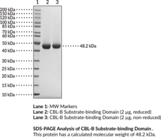 CBL-B Substrate-binding Domain (human, recombinant)