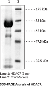 HDAC7 (human, recombinant)