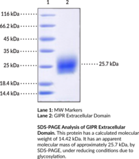GIPR Extracellular Domain (human, recombinant; aa 26-138)