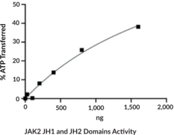 JAK2 JH1 and JH2 Domains (human, recombinant; aa 532-1,132)