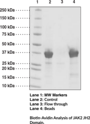 JAK2 JH2 Domain (human, recombinant; aa 513-827) - Biotinylated