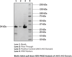 JAK3 JH2 Domain (human, recombinant; aa 511-790) - Biotinylated