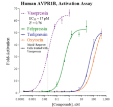 Human Arginine Vasopressin Receptor 1B Reporter Assay System