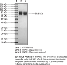 IFNAR1 (human, recombinant)