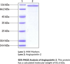 Angiopoietin-2 (human, recombinant)