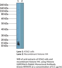Histone H4R3Me2s Rabbit Monoclonal Antibody (Clone RM459)