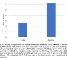 Cyclic GMP Rabbit Monoclonal Antibody (Clone RM467)