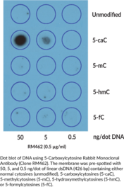 5-Carboxylcytosine Rabbit Monoclonal Antibody (Clone RM462)