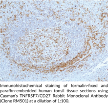 TNFRSF7/CD27 Rabbit Monoclonal Antibody (Clone RM501)